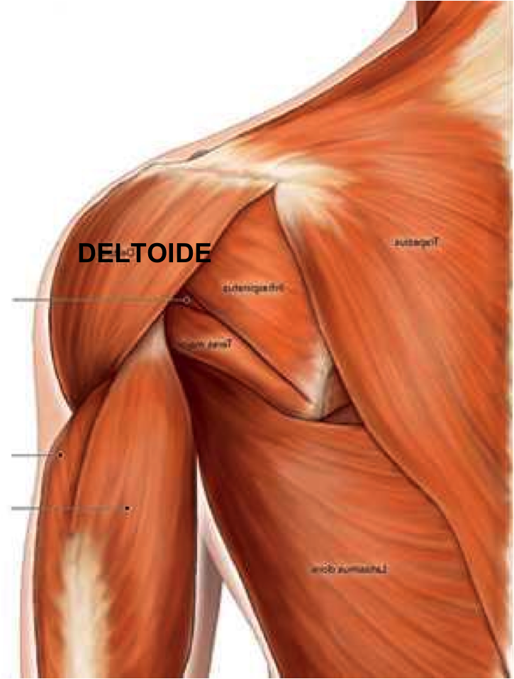 Anatomie de l'épaule - Centre Epaule Main de Besançon - chirurgie ...
