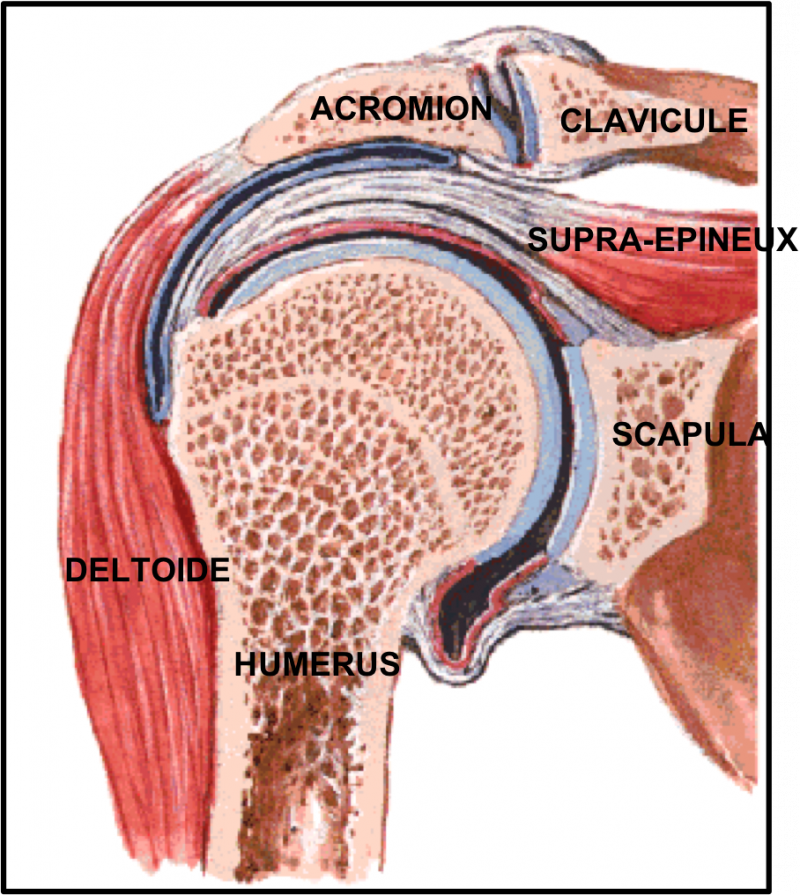Anatomie de l'épaule - Centre Epaule Main de Besançon - chirurgie ...